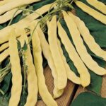 Seminte fasole urcatoare Tescana 1kg - Pret Avantajos - Agroprod