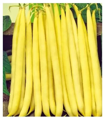 Seminte fasole Sonesta 1Kg - Pret Avantajos - Agroprod